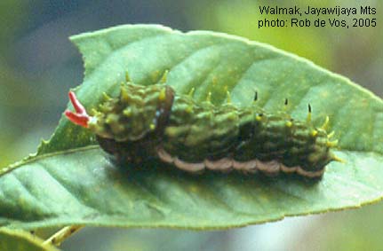 Papua Insects Foundation (Lepidoptera/Papilionidae/Papilio aegeus)
